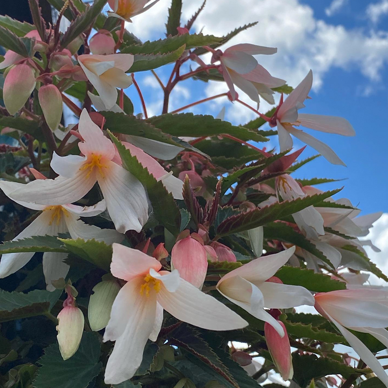 Begonia Waterfall (Updated May 2023)