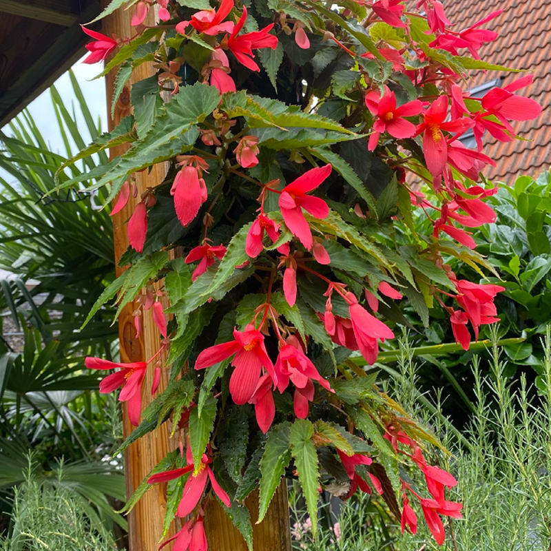 Begonia Waterfall (Updated May 2023)