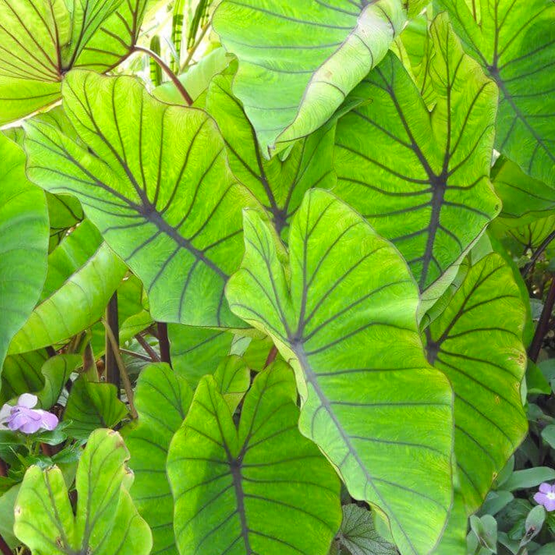 Colocasia Blue Hawaii (Updated May 2023)