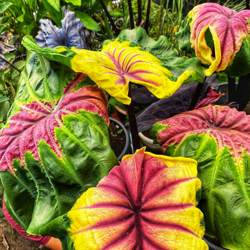 Colocasia Light Pillar (Updated May 2023)