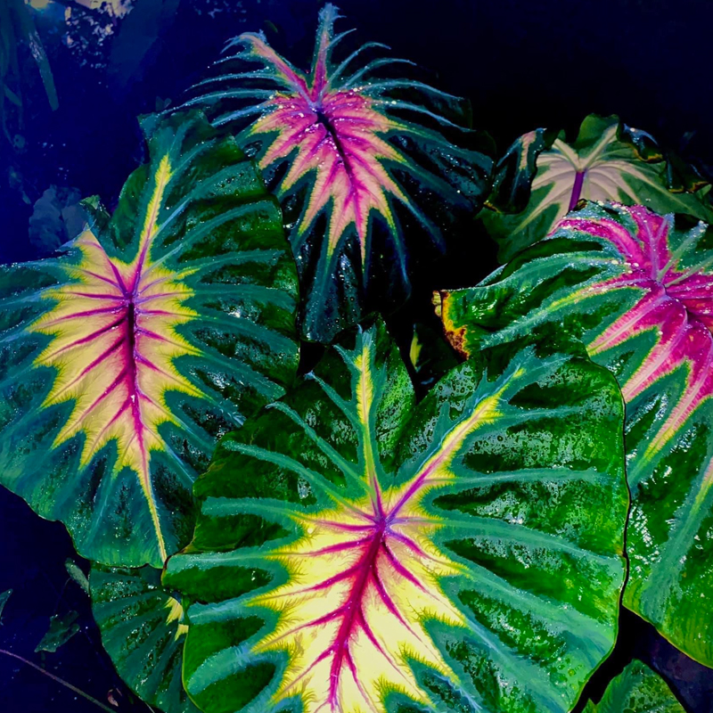 Colocasia Light Pillar - Plant 101 - Monsteraholic.com