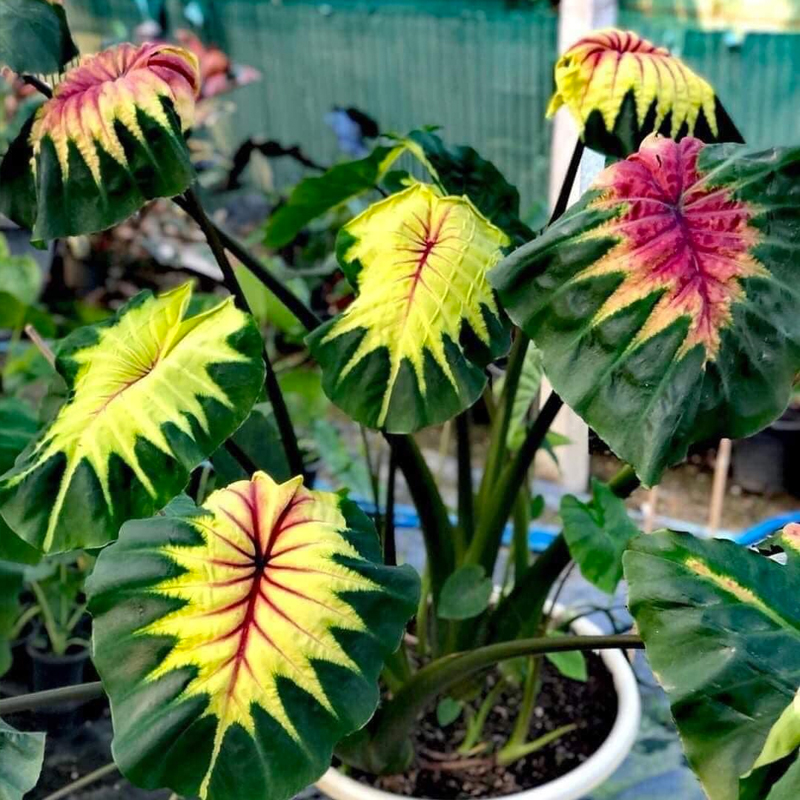 Colocasia Light Pillar - Plant 101 - Monsteraholic.com