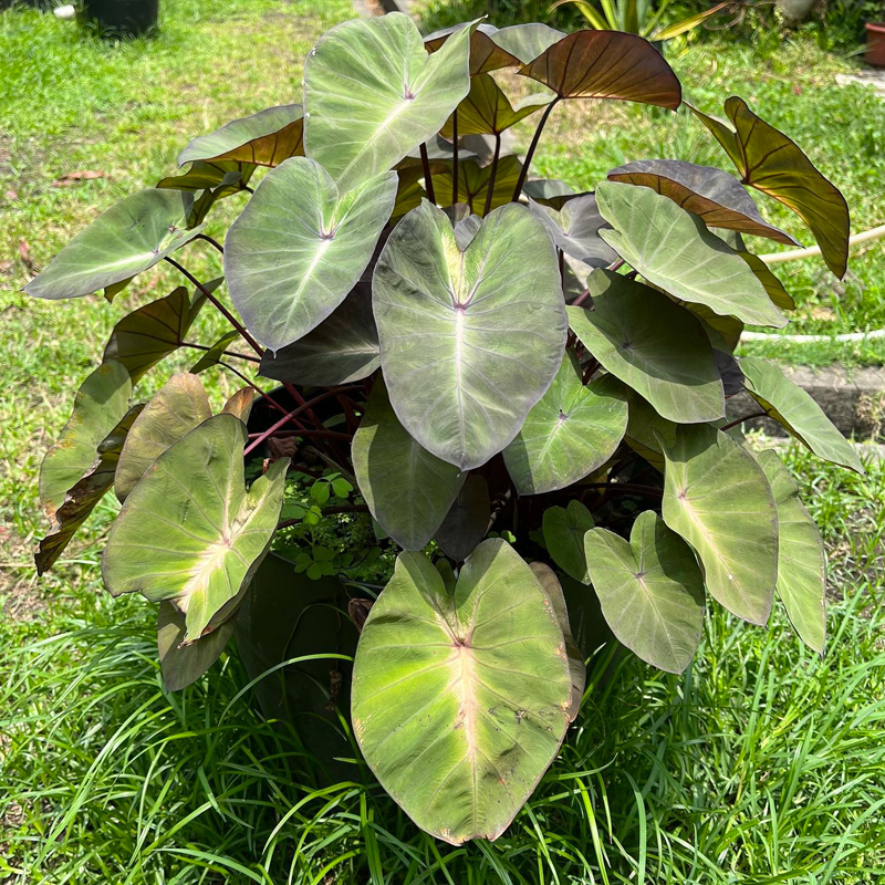 Colocasia Tropical Storm (Updated May 2023)