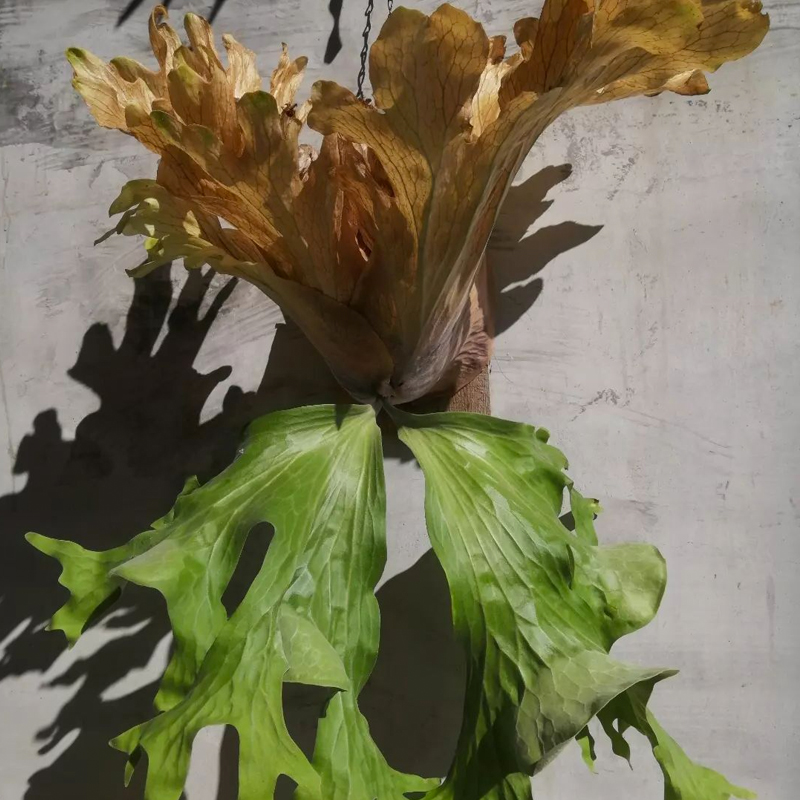 Platycerium Wallichii (Updated May 2023)