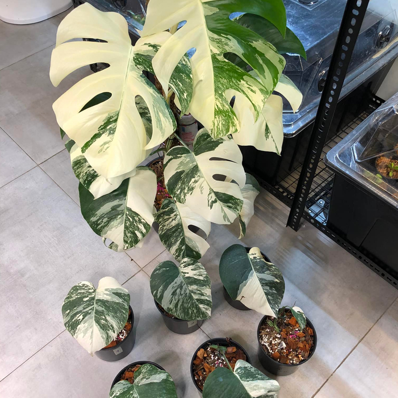Exploring Effective Methods for Propagating Monstera: A Comprehensive Guide
