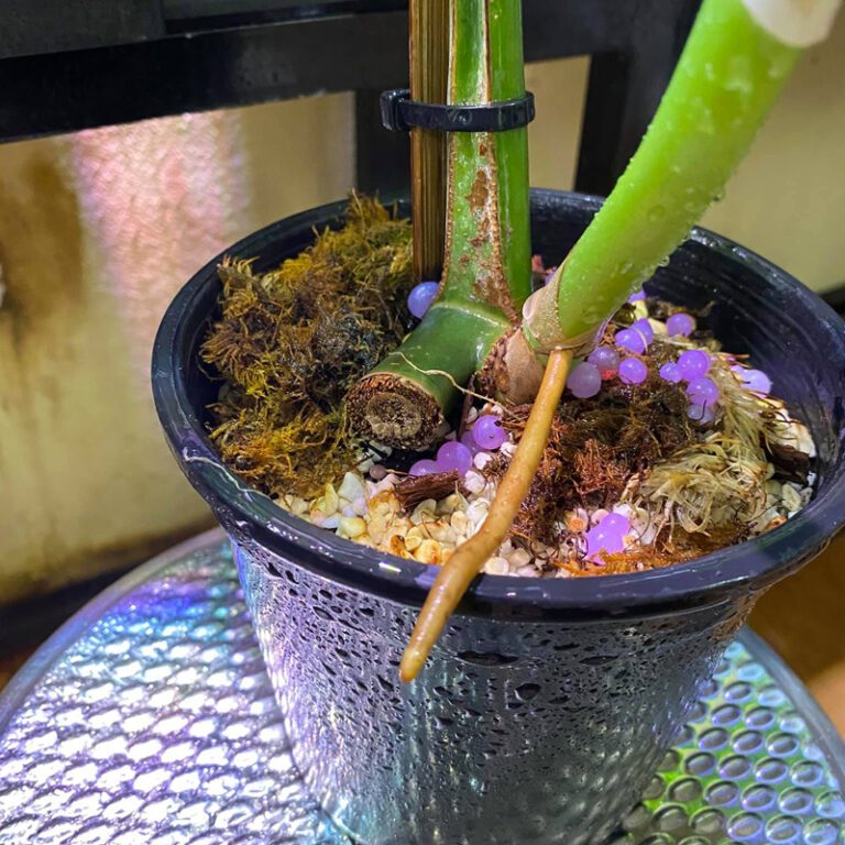 Monstera Plant: 8 Things You May Not Know (Updated May 2023)