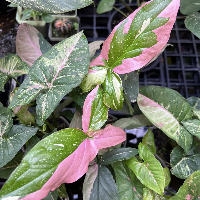 Syngonium Red Spot Tricolor (Updated May 2023)