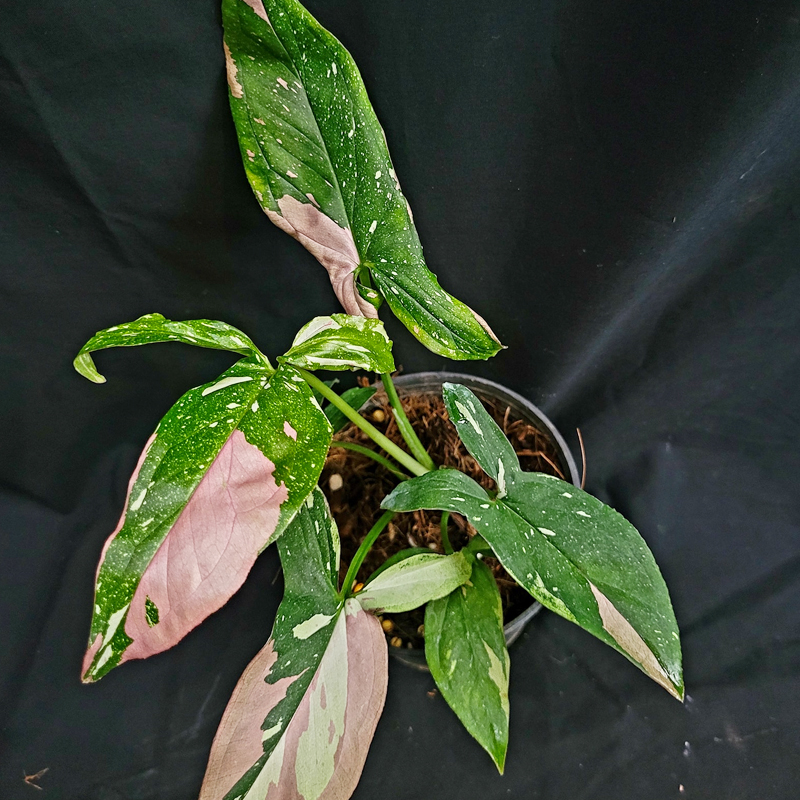 Syngonium Red Spot Tricolor (Updated May 2023)