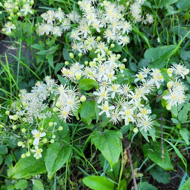 Plant FAQs Clematis Vitalba Old Man s Beard Plant FAQs Clematis Vitalba Old Man s Beard