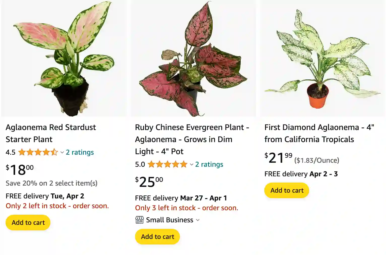 How to Plant, Grow and Care For Aglaonema Ruby Ray