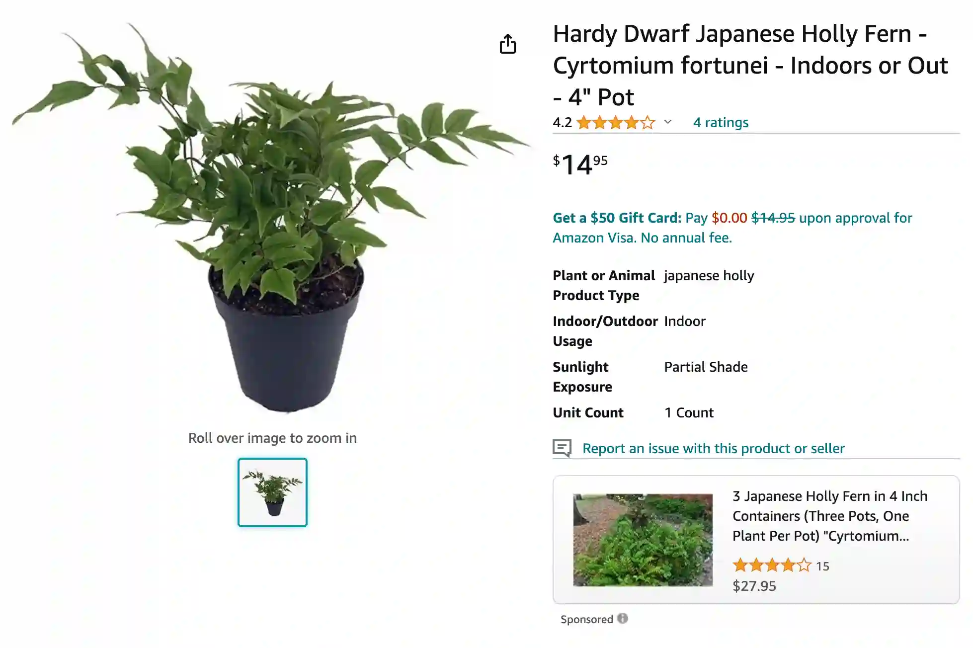 How to Plant, Grow and Care For Cyrtomium Fortunei