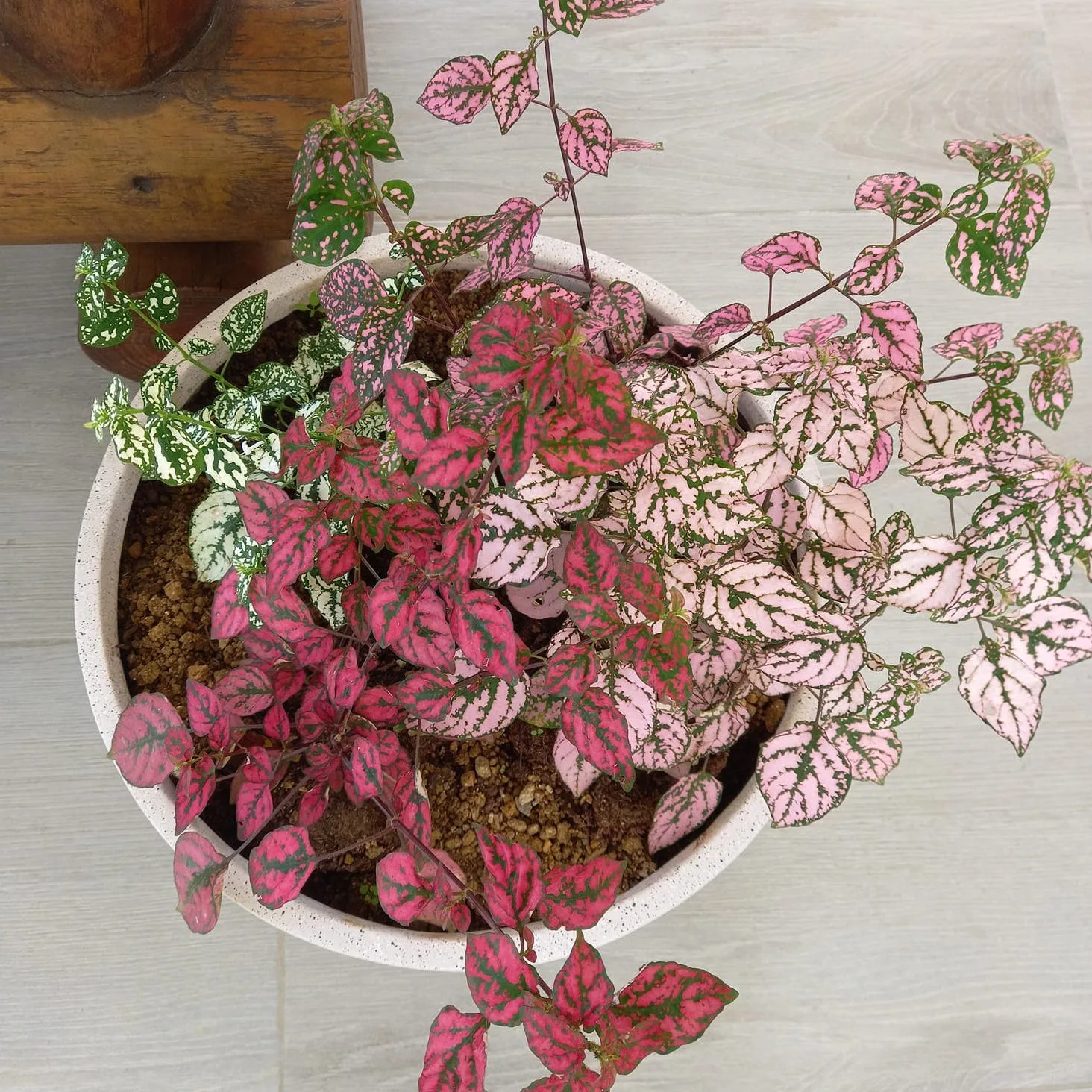 Plant FAQs: Hypoestes