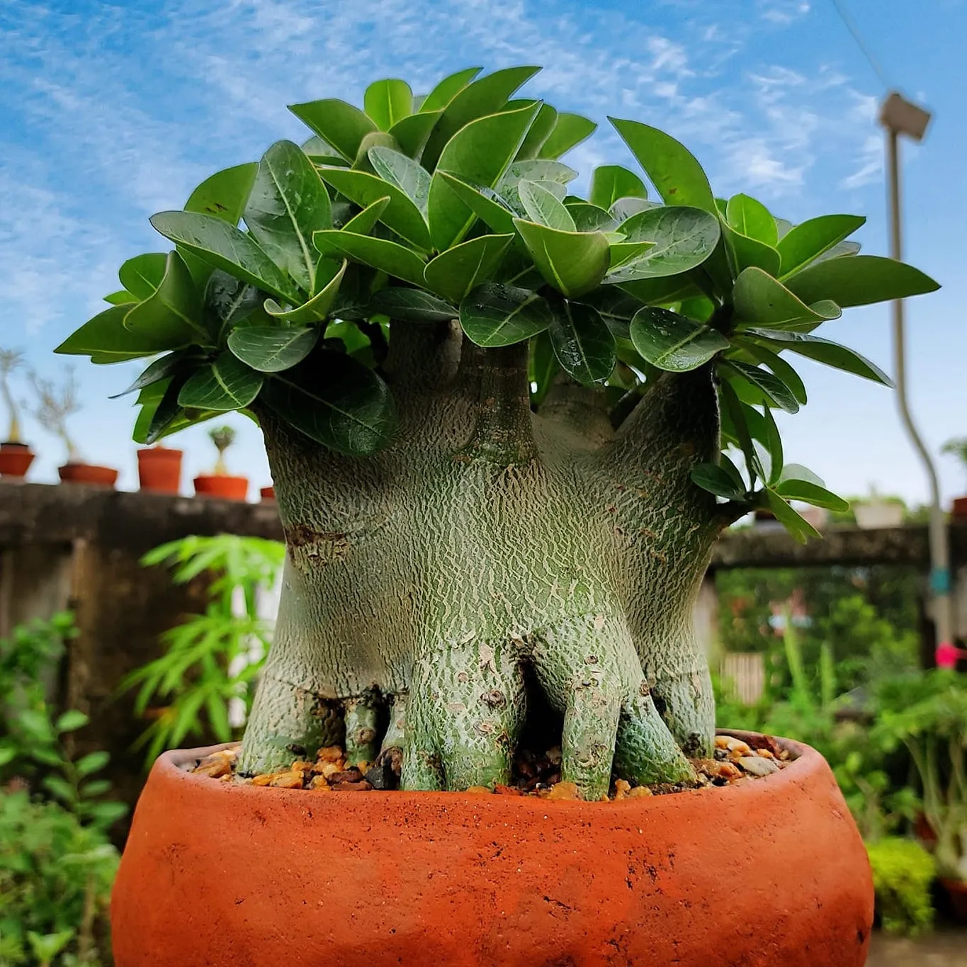 Plant FAQs: Adenium Arabicum - Adenium Obesum - Desert Rose