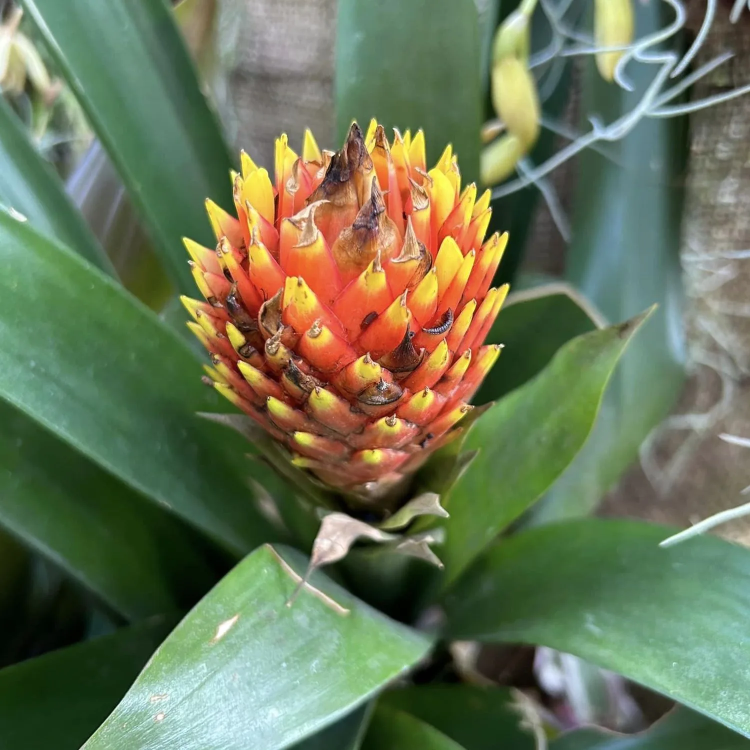 Plant FAQs: Bromelia