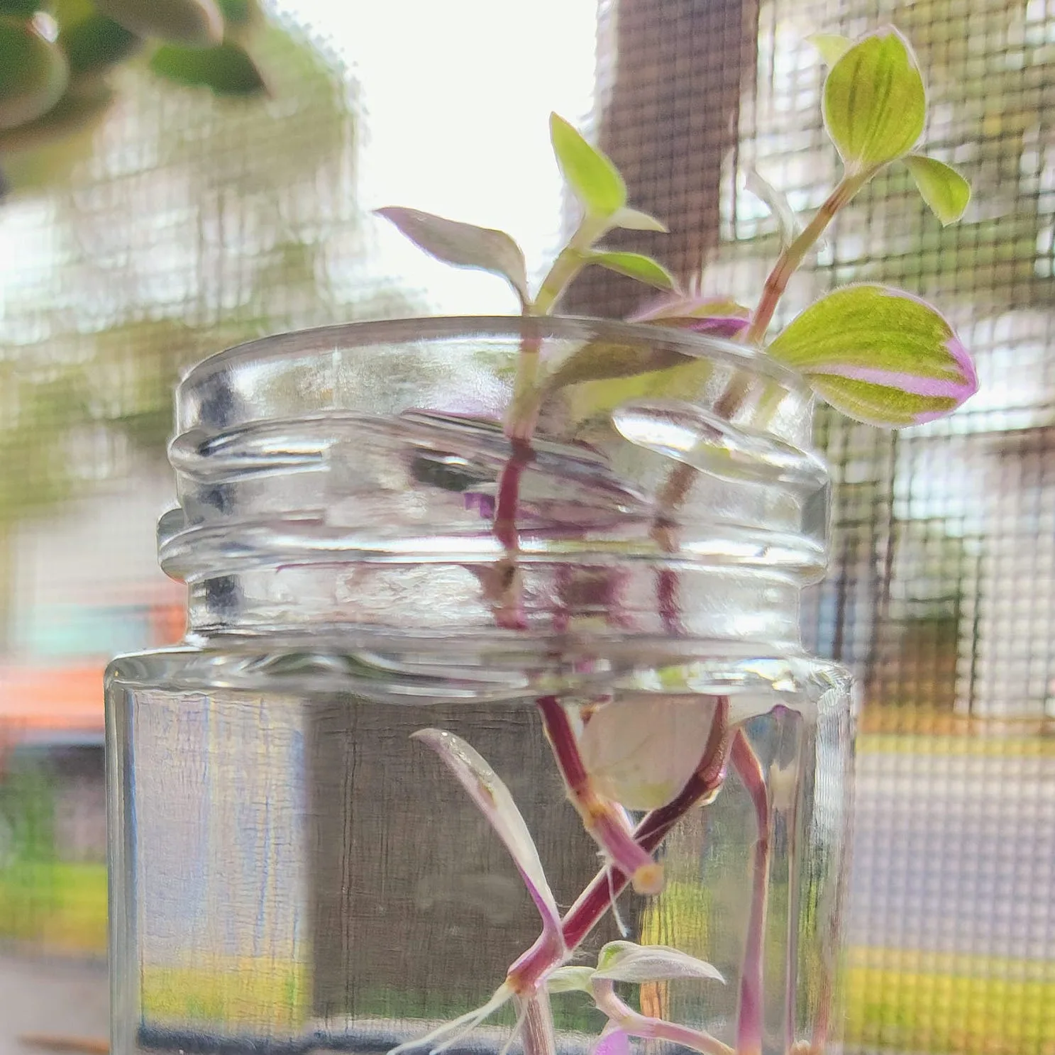 Plant FAQs: Callisia Repens