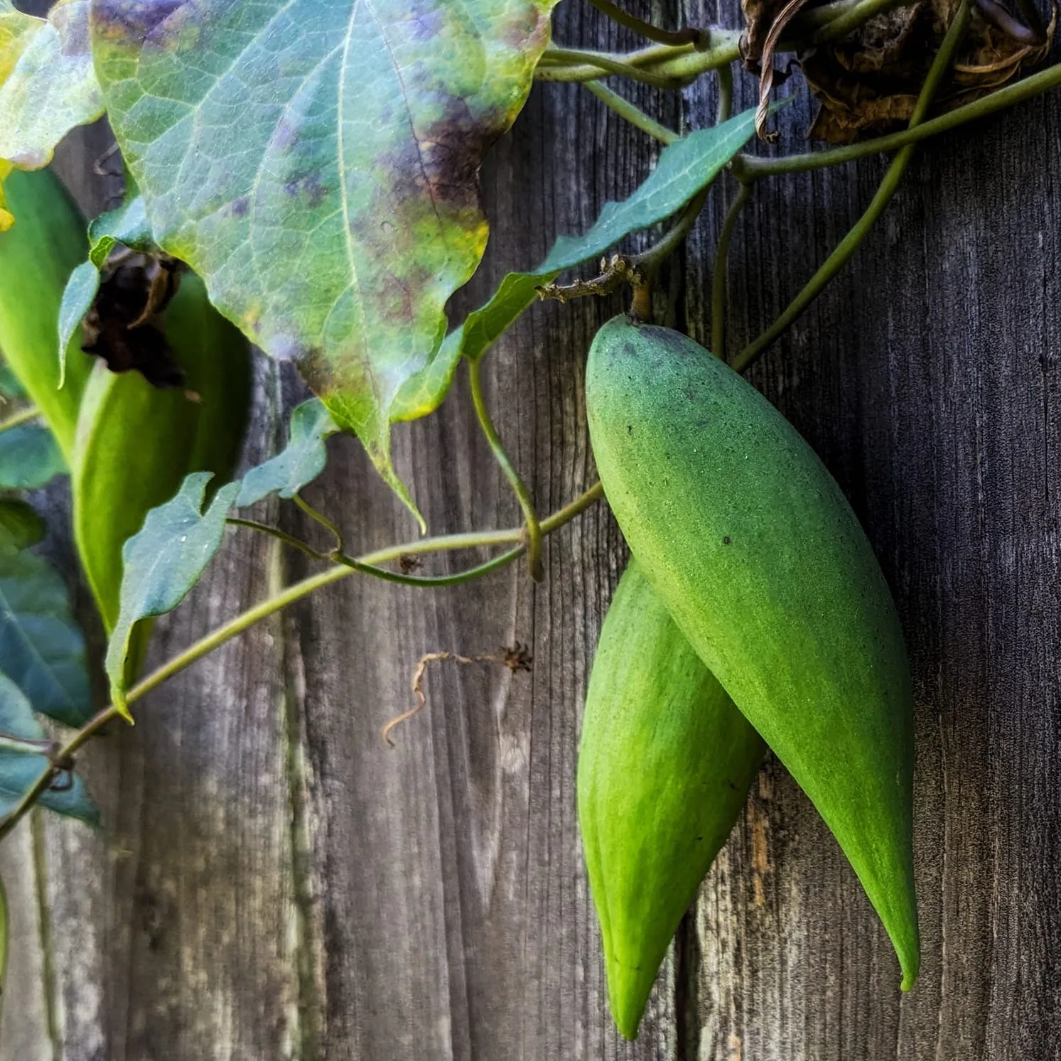 Plant FAQs: Cynanchum Laeve