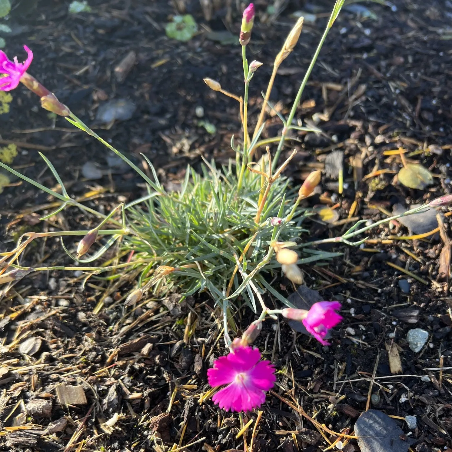 Plant FAQs: Dianthus Firewitch