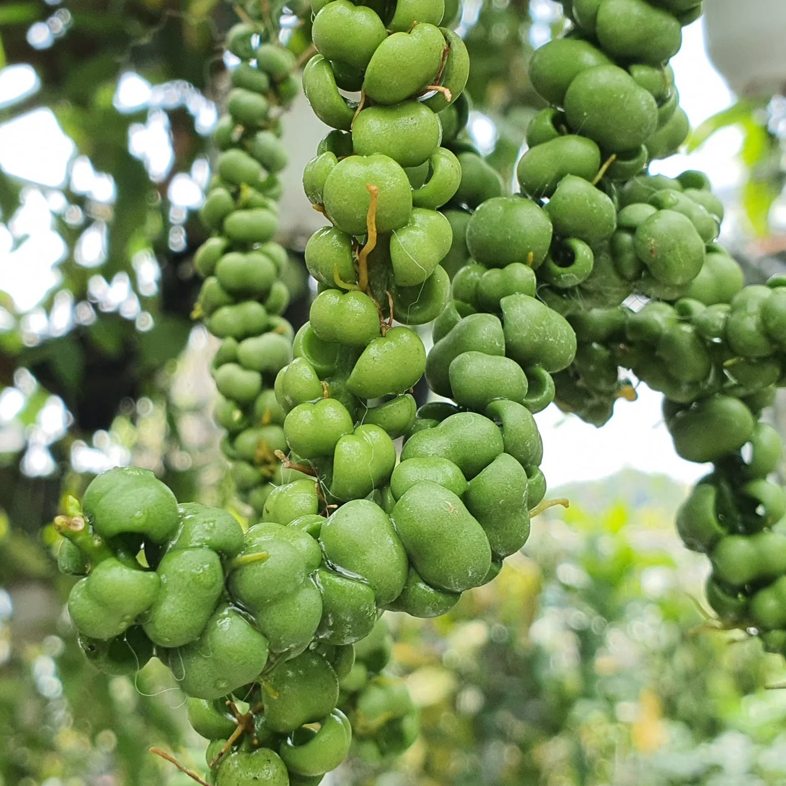 Plant FAQs: Dischidia