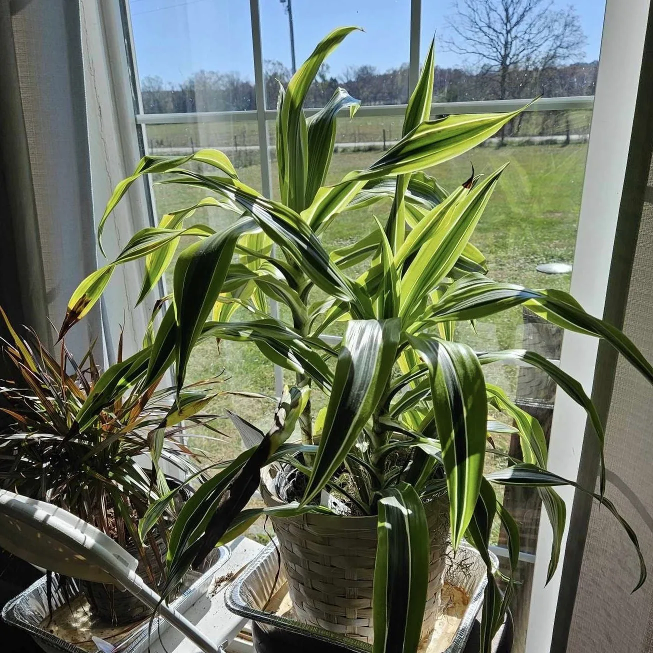 Plant FAQs: Dracaena Lemon Lime