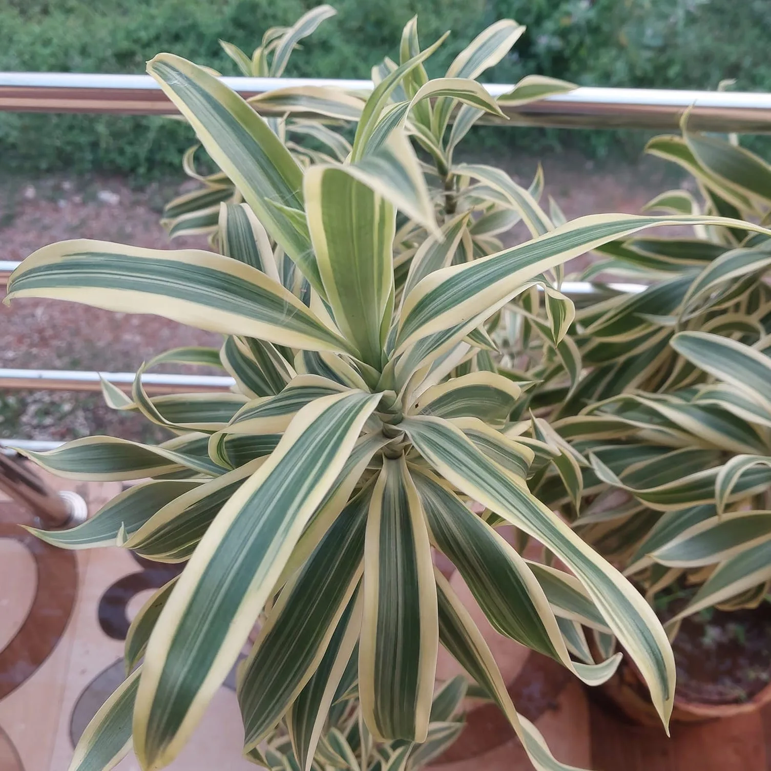 Plant FAQs: Dracaena Reflexa - Song of India