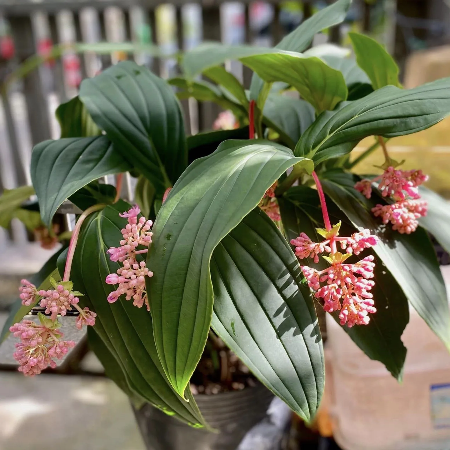 Plant FAQs: Medinilla Magnifica