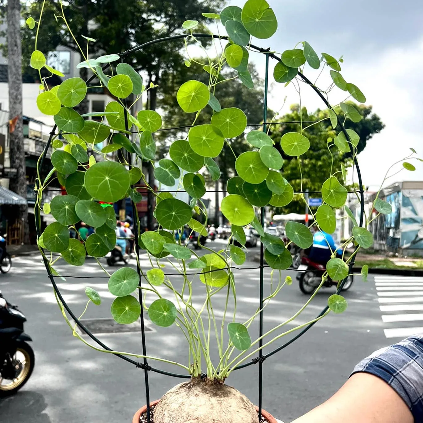 Plant FAQs: Stephania Erecta - Stephania Pierrei