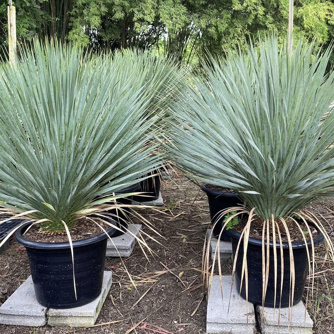 Plant FAQs: Yucca Rostrata