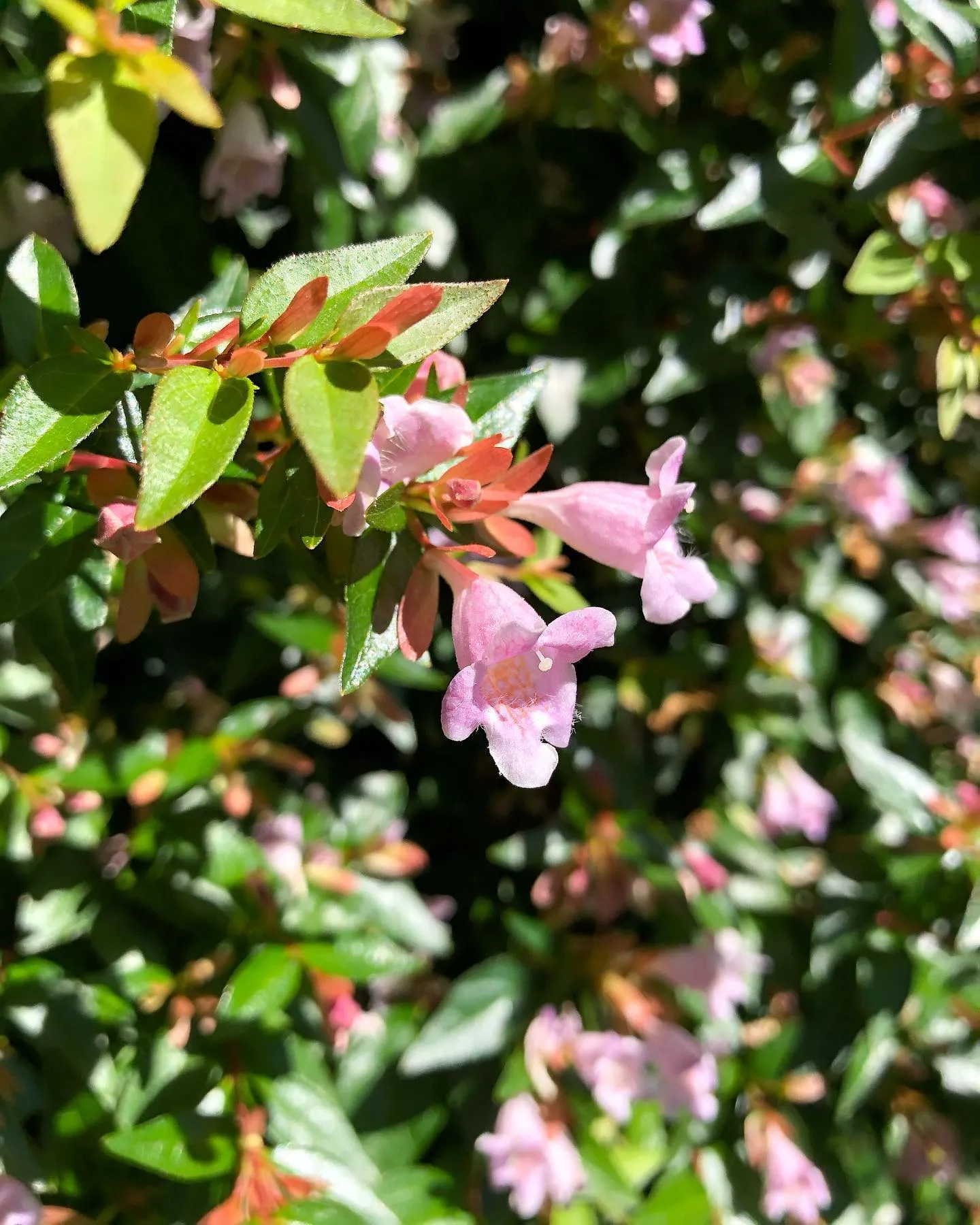 Plant FAQs: Abelia Edward Goucher
