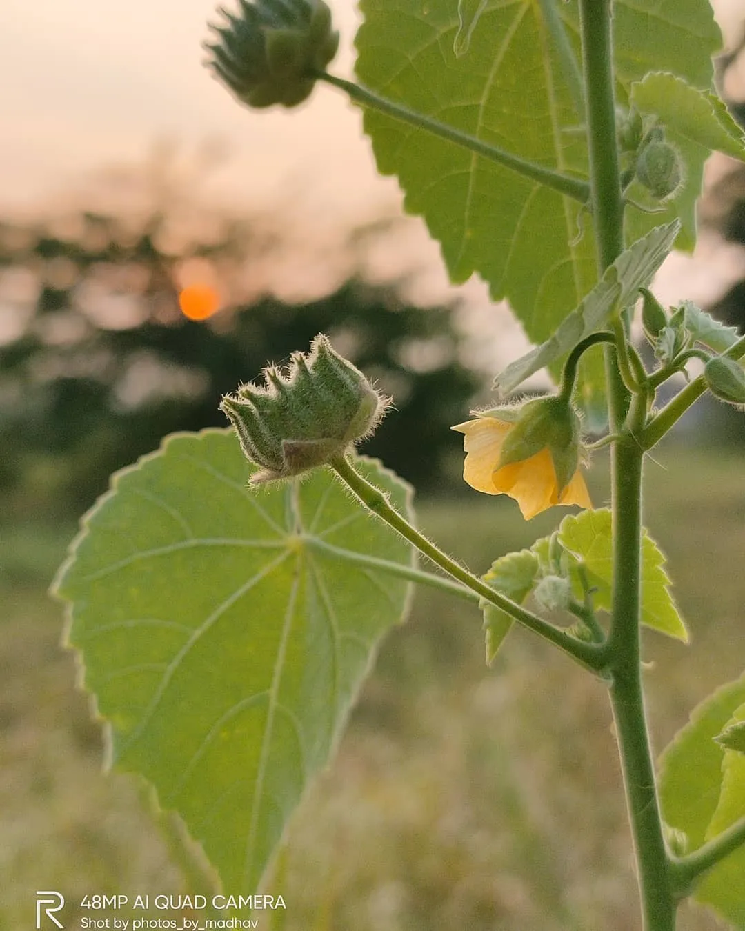 Plant FAQs: Abutilon Indicum - Indian Mallow