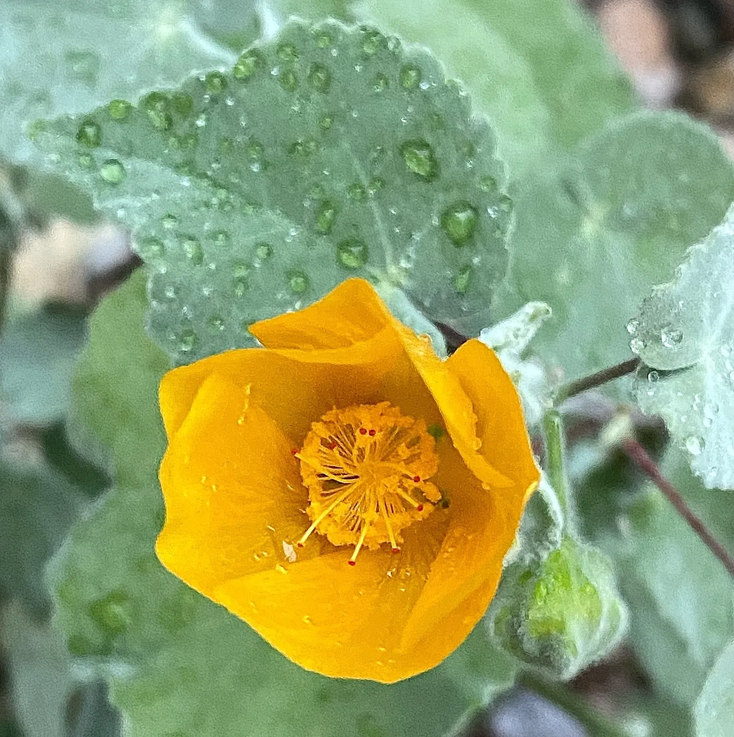 Plant FAQs: Abutilon Palmeri