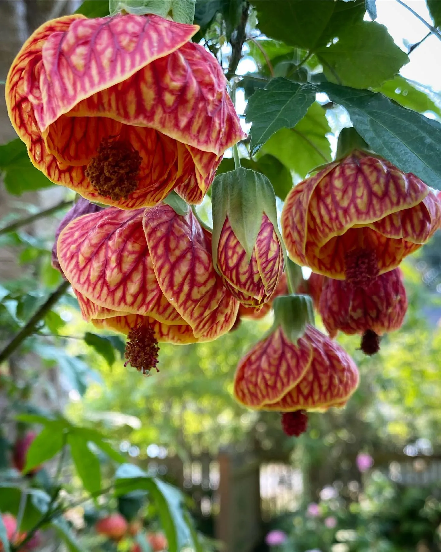 Plant FAQs: Abutilon Pictum