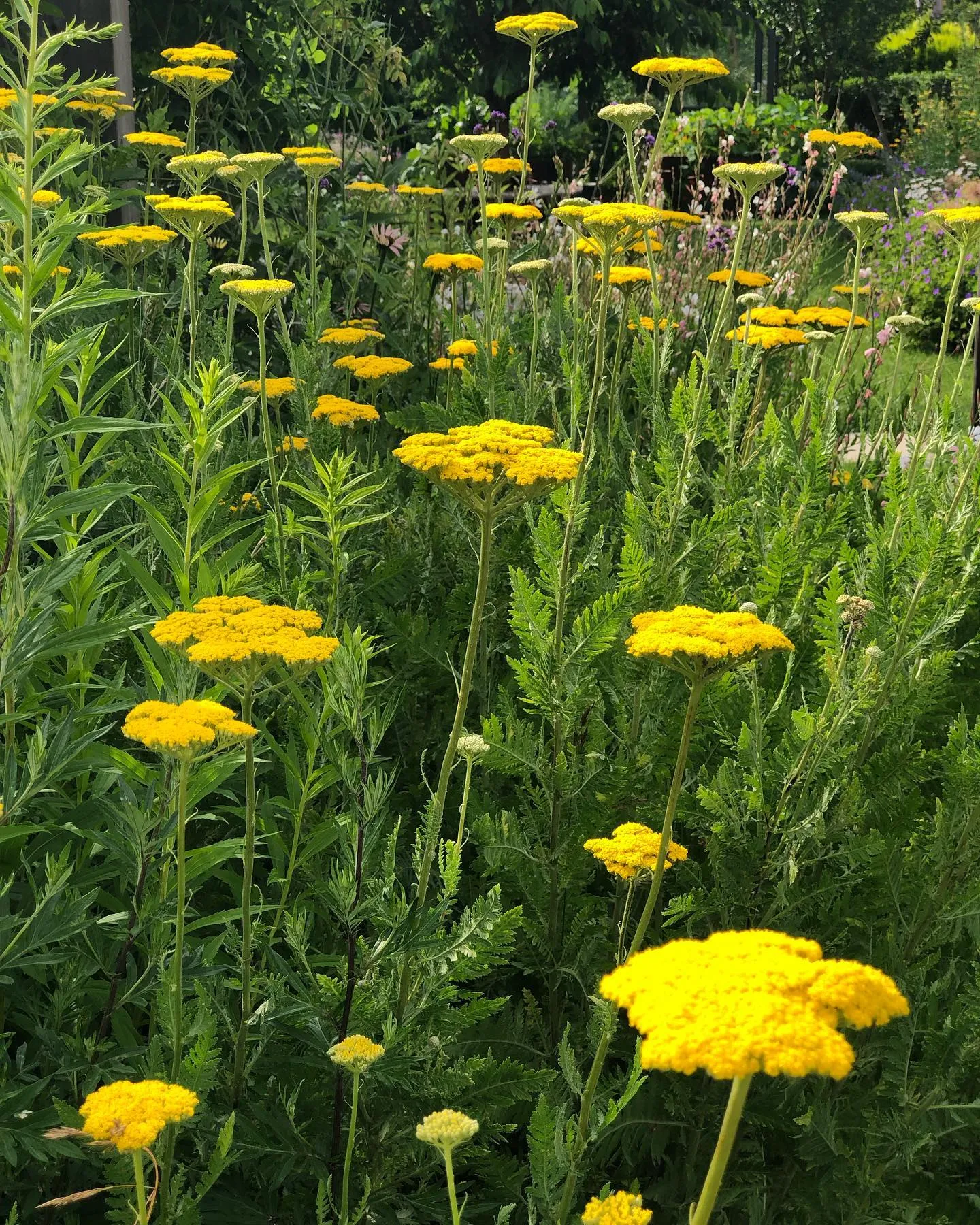 Plant FAQs: Achillea Filipendulina - Fernleaf Yarrow