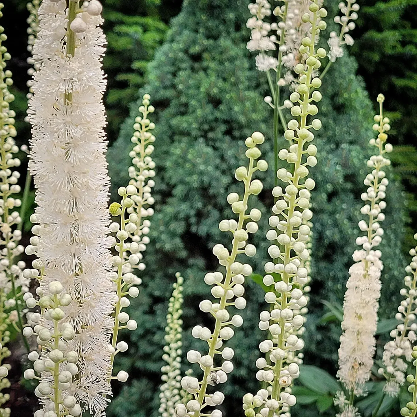 Plant FAQs: Actaea Racemosa