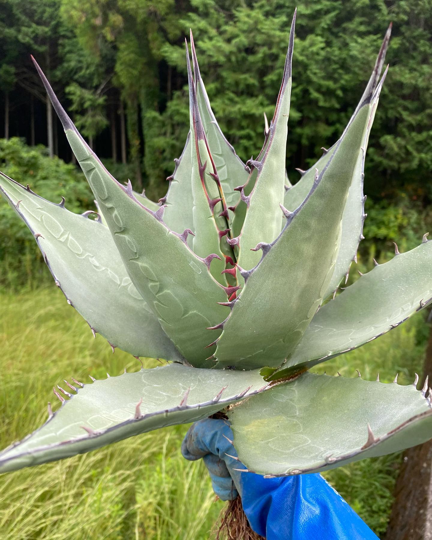 Plant FAQs: Agave Havardiana