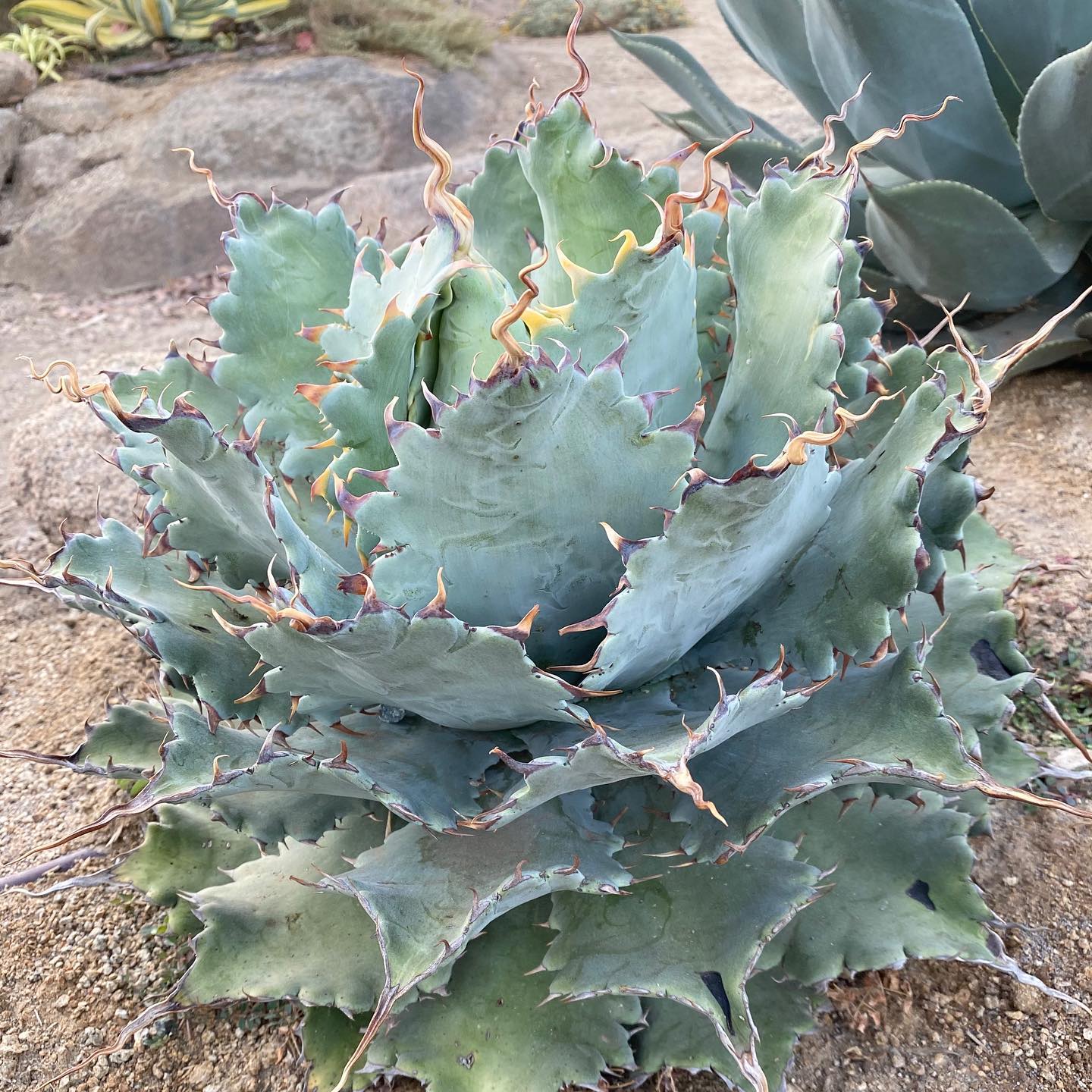 Plant FAQs: Agave Potatorum