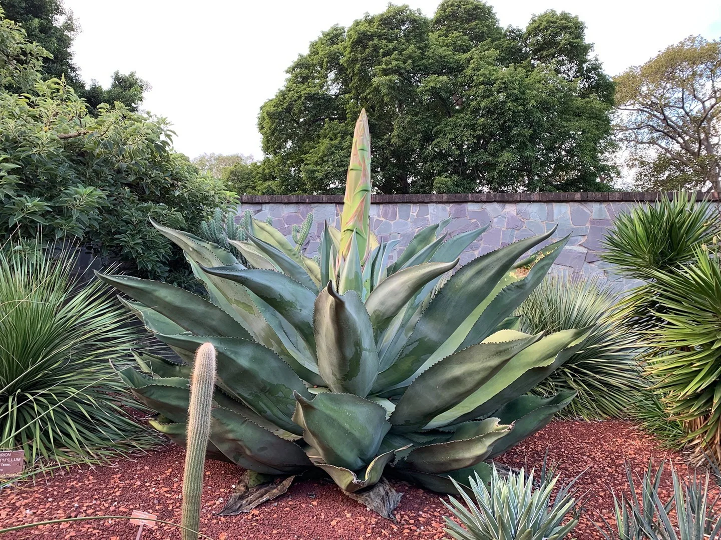 Plant FAQs: Agave Salmiana