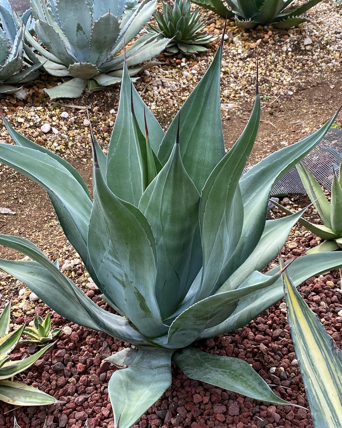 Plant FAQs: Agave Weberi