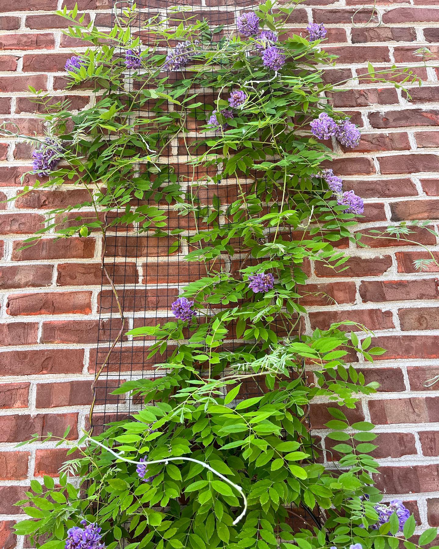 Plant FAQs: Amethyst Falls Wisteria