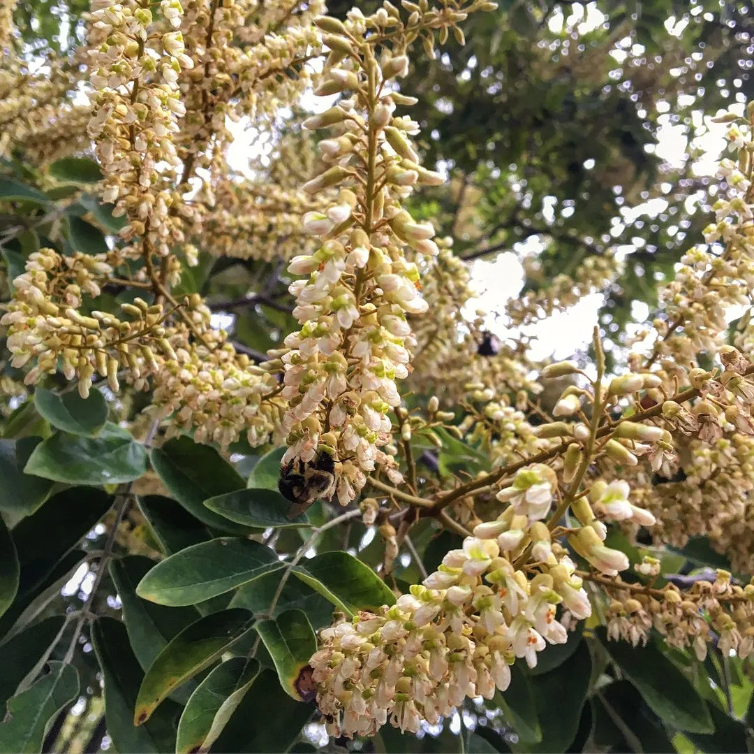 Plant FAQs: Amur Maackia