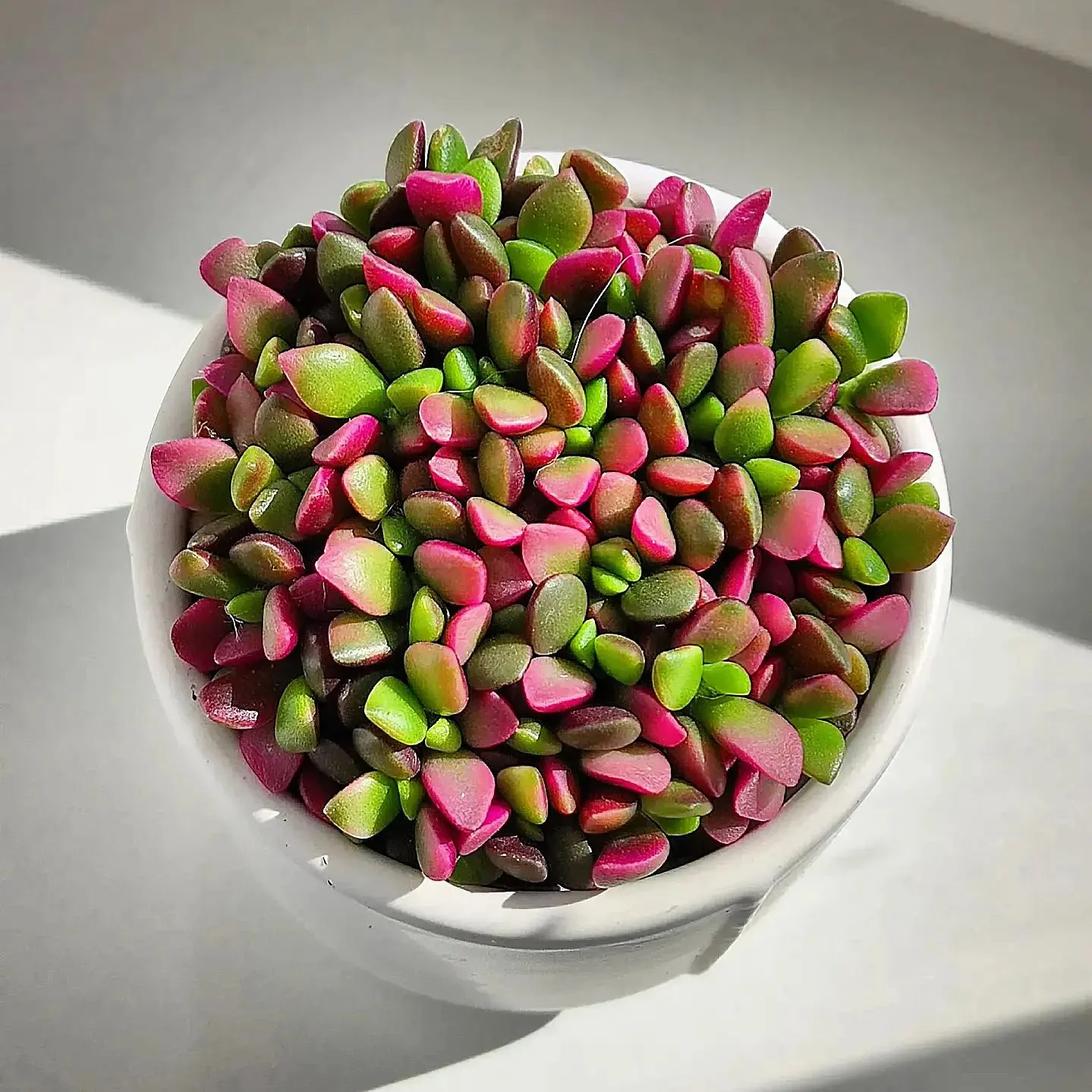 Plant FAQs: Anacampseros Rufescens - Sand Rose Succulent