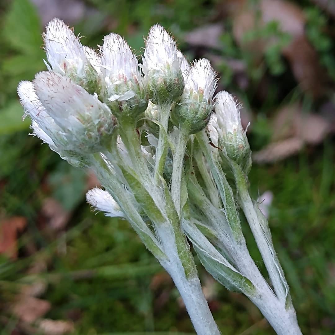 Plant FAQs: Antennaria Plantaginifolia