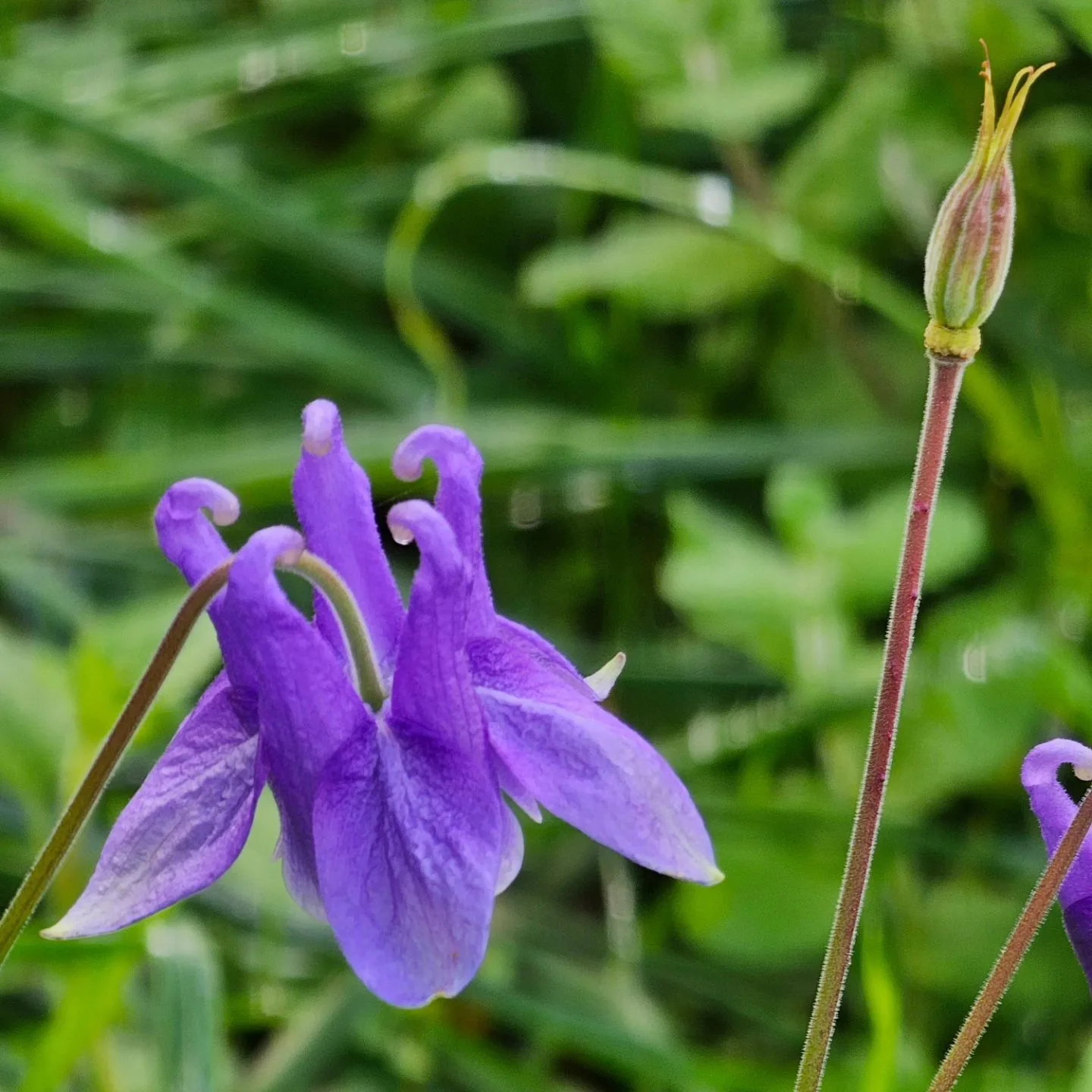 Plant FAQs: Aquilegia Vulgaris