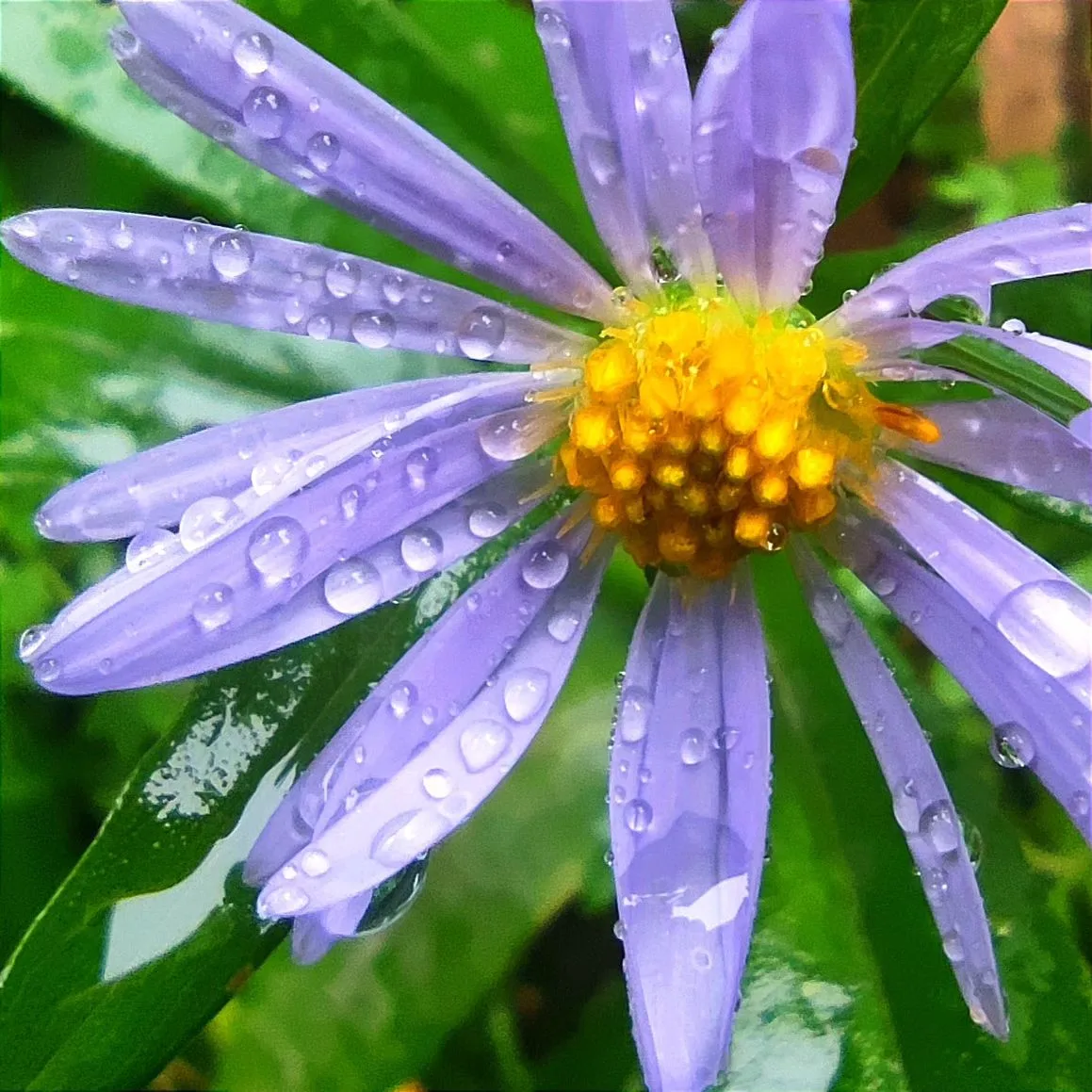 Plant FAQs: Aster Amellus