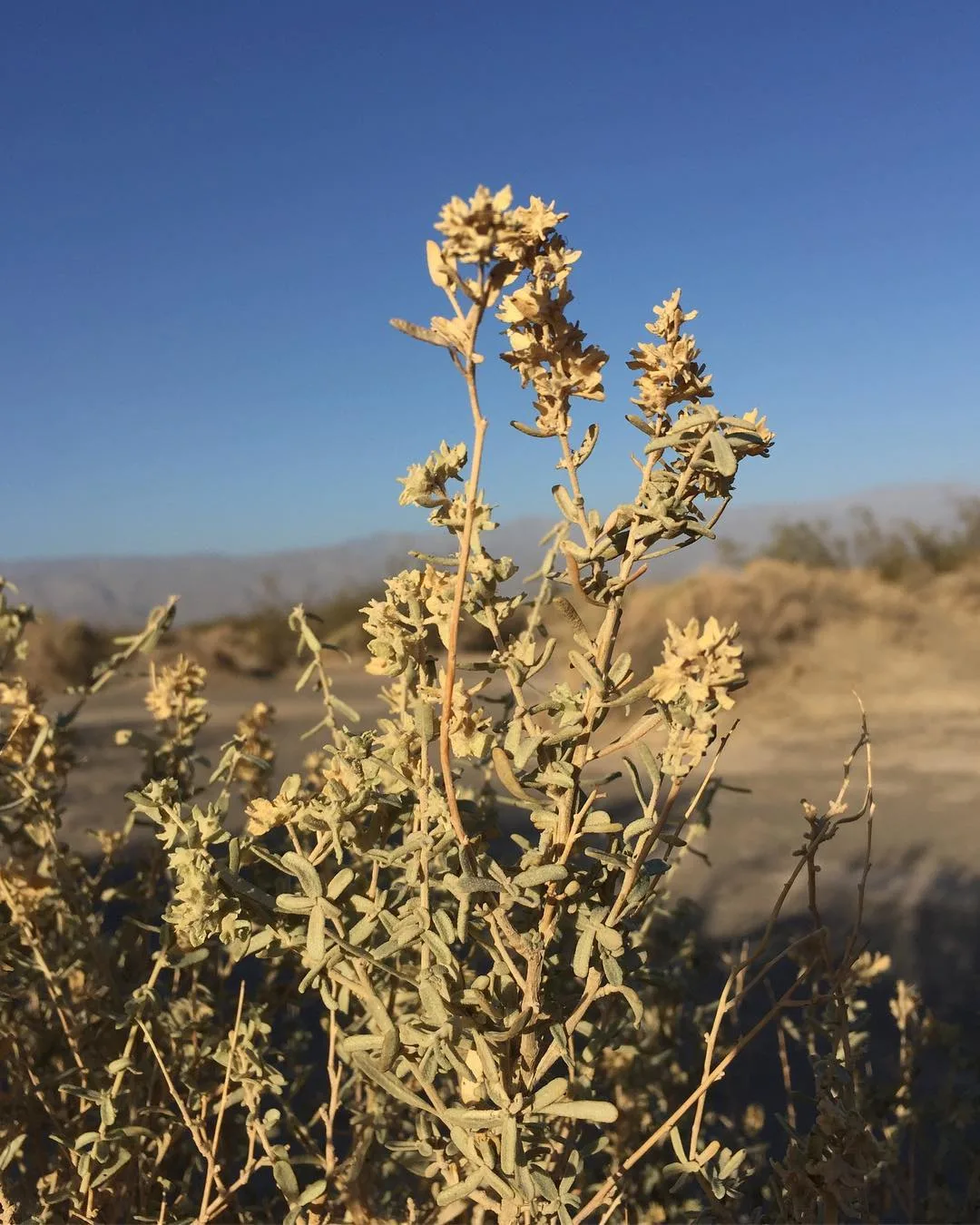 Plant FAQs: Atriplex Canescens