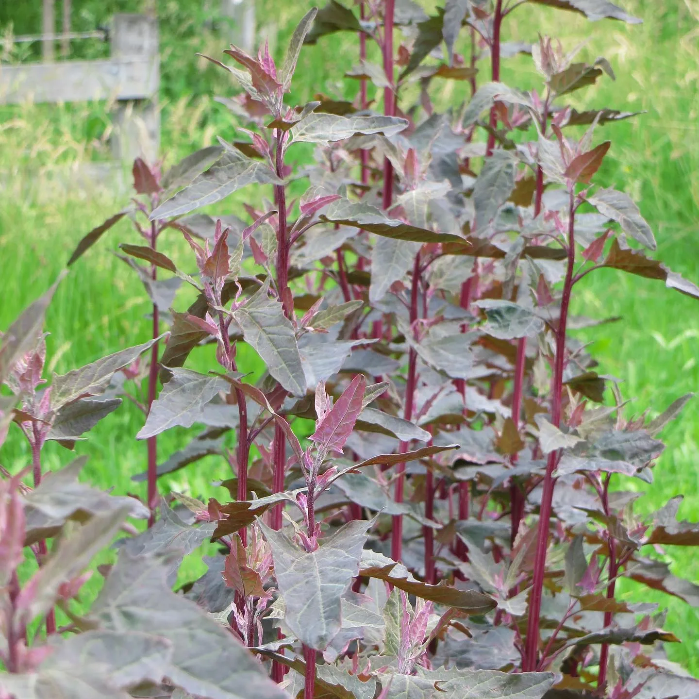 Plant FAQs: Atriplex Hortensis