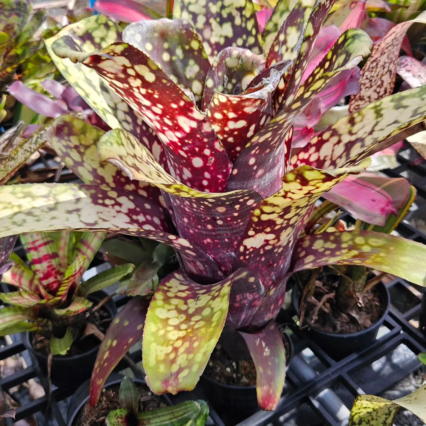 Plant FAQs: Billbergia
