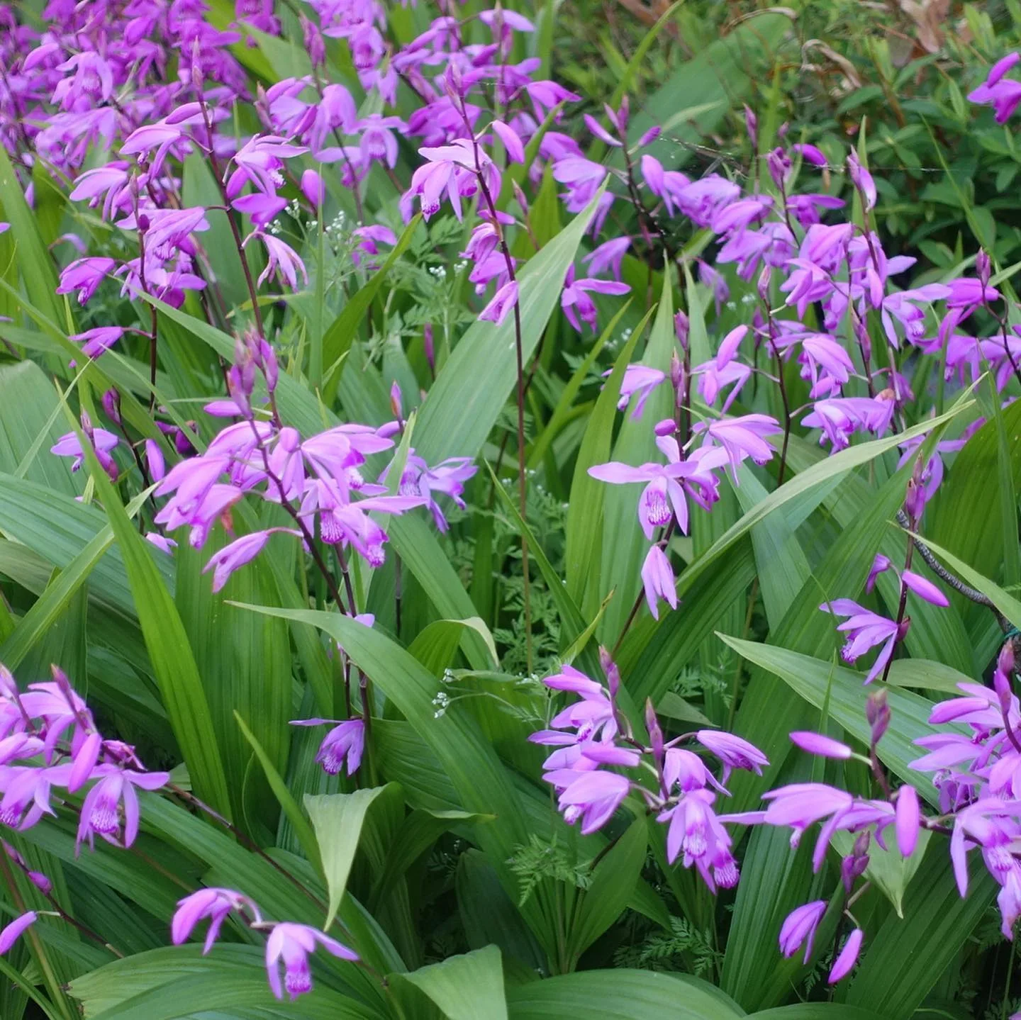 Plant FAQs: Bletilla Striata