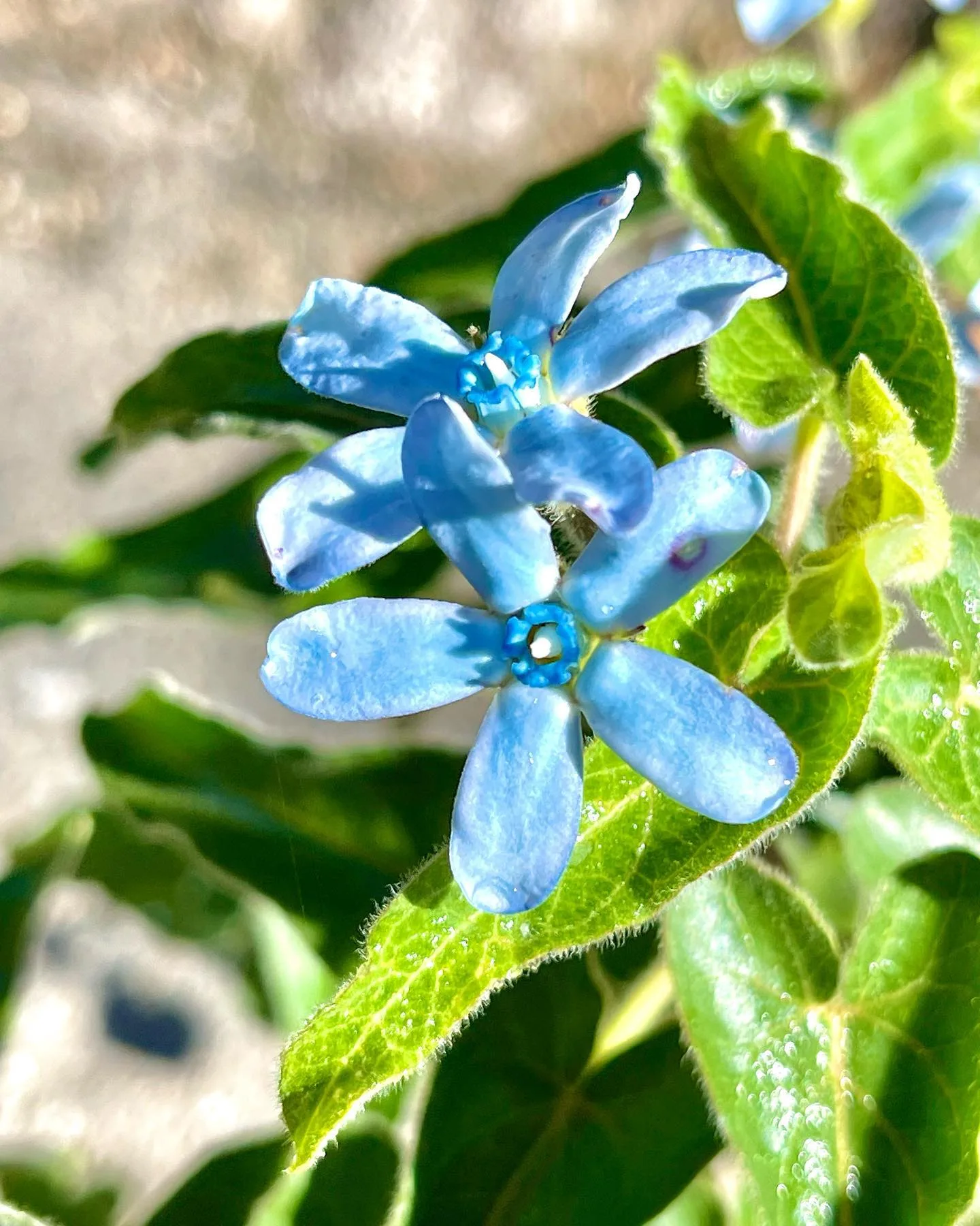 Plant FAQs: Blue Tweedia