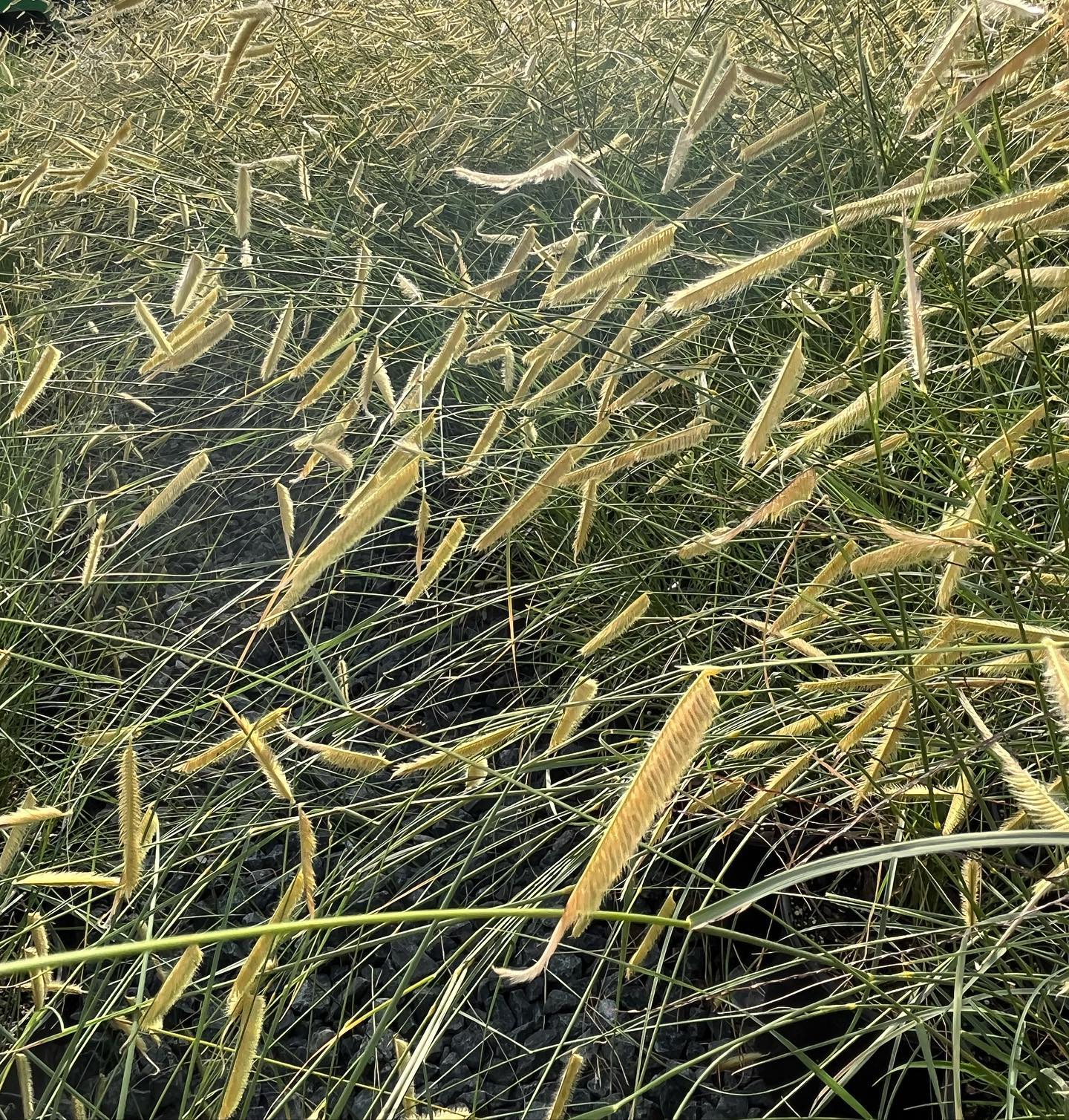 Plant FAQs: Bouteloua Gracilis