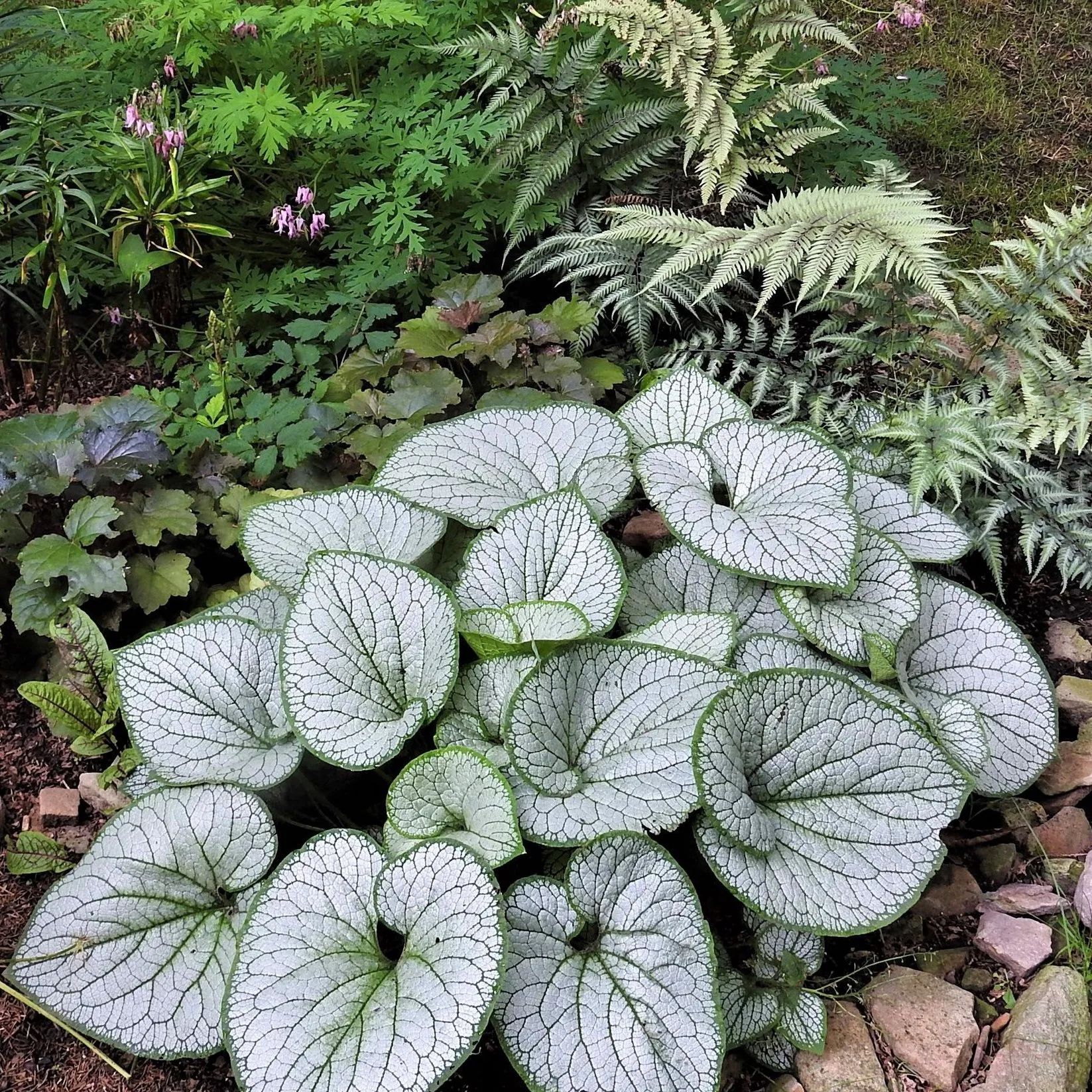 Plant FAQs: Brunnera Jack Frost